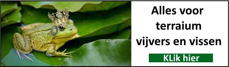 Namen voor reptielen , Baardagaam , Slang , schildpad - Dierennamen